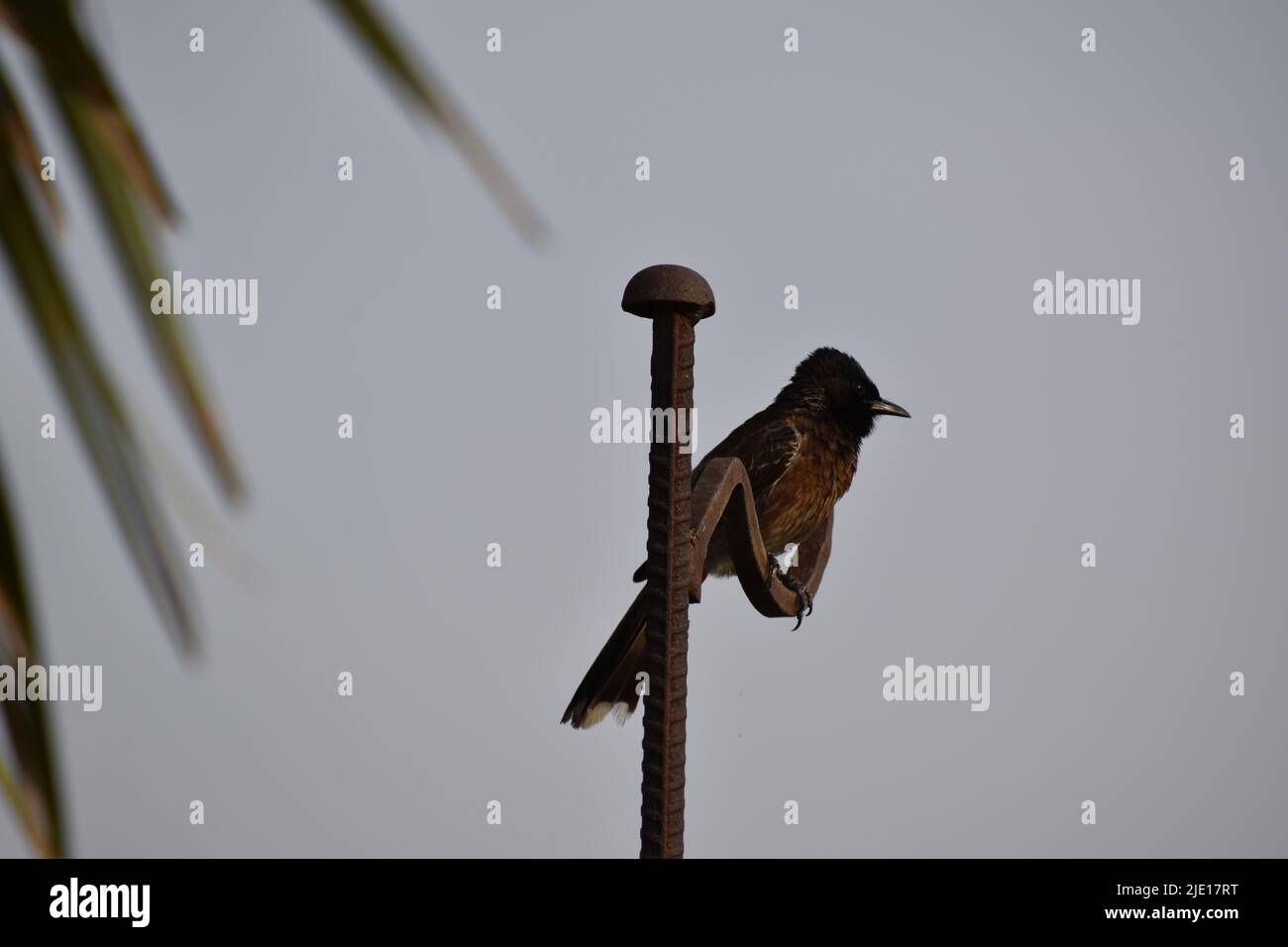 a bird thinking about his future Stock Photo - Alamy