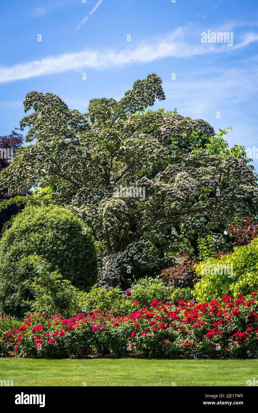 Rosa (Flower Carpet Red Velvet) = 'Noare' in RHS Wisley Garden, Surrey ...