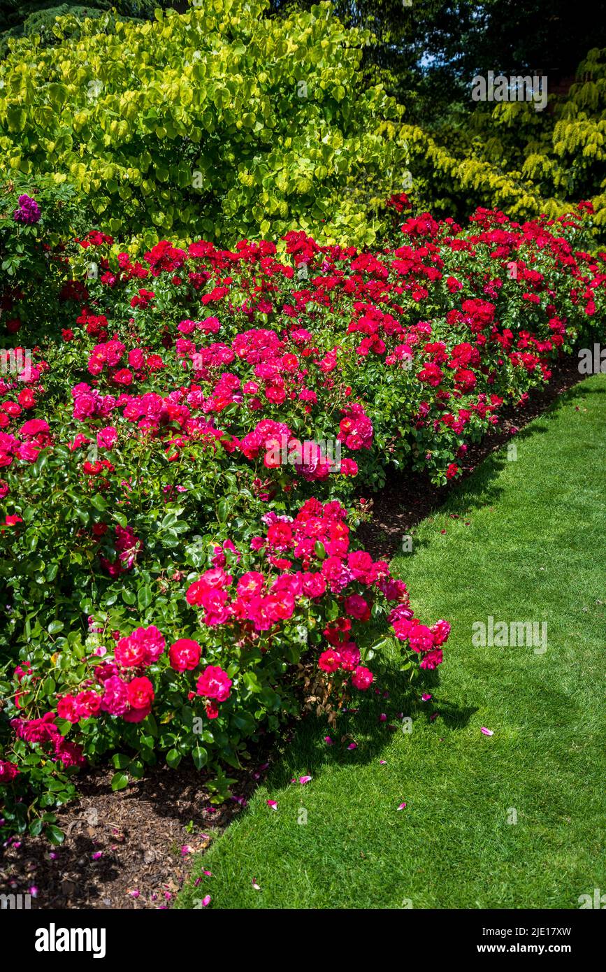 Rosa (Flower Carpet Red Velvet) = 'Noare' Stock Photo - Alamy