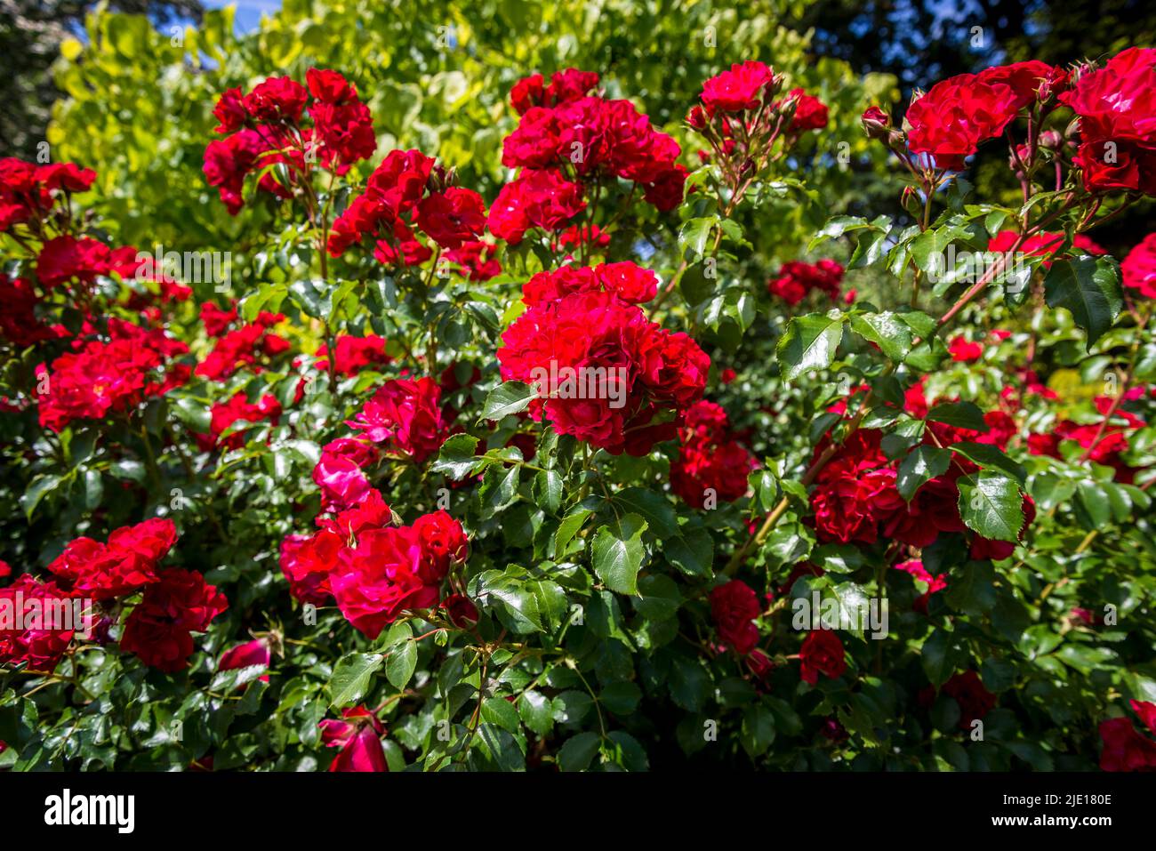 Rosa flower carpet red velvet hi-res stock photography and images - Alamy