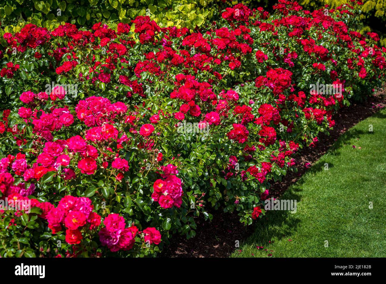 Noare hi-res stock photography and images - Alamy