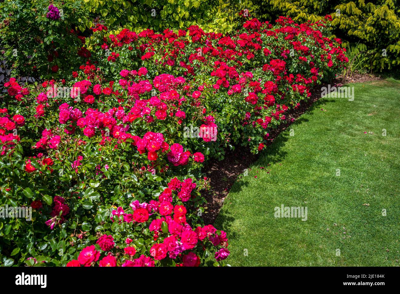 Rosa flower carpet red velvet hi-res stock photography and images - Alamy