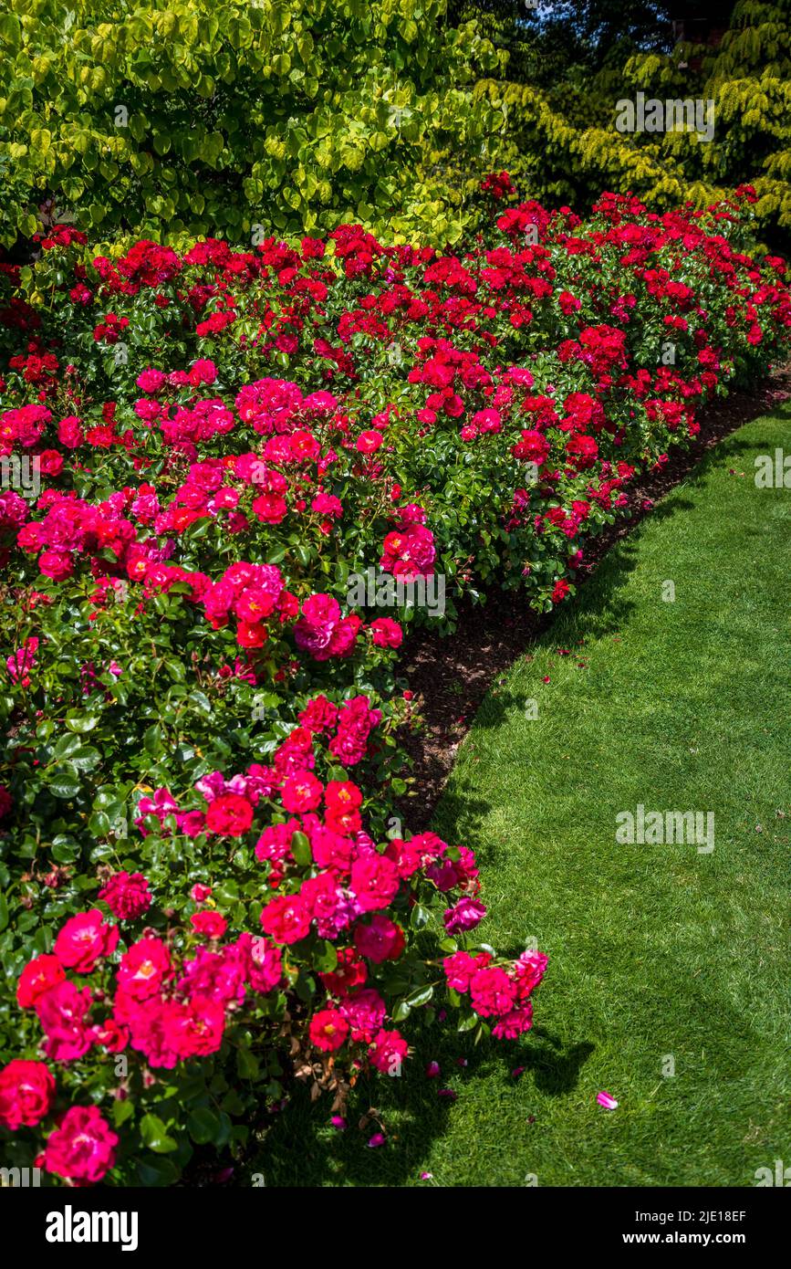 Noare hi-res stock photography and images - Alamy