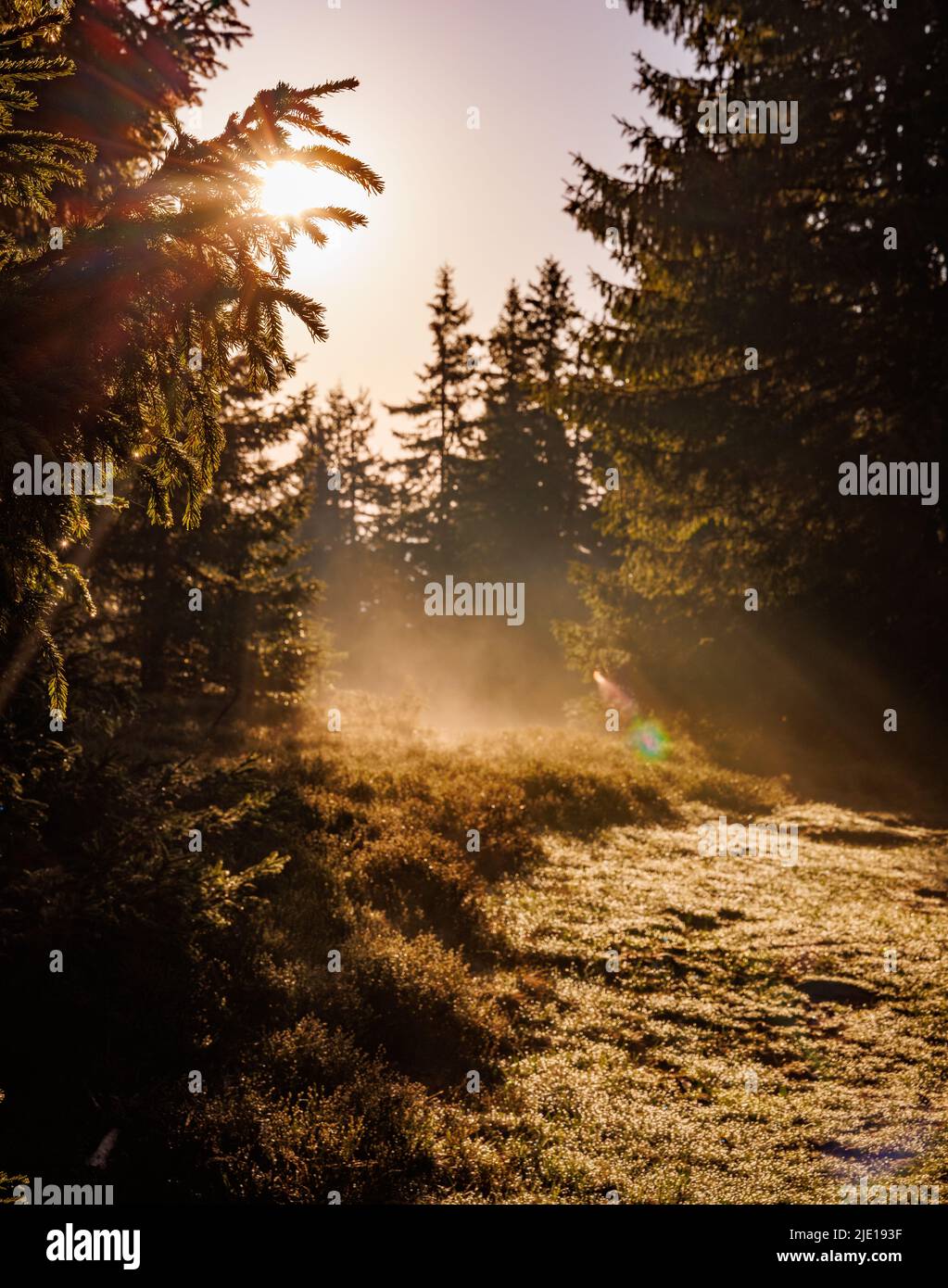 Bright morning or evening spring sun rays shine through fluffy long ...