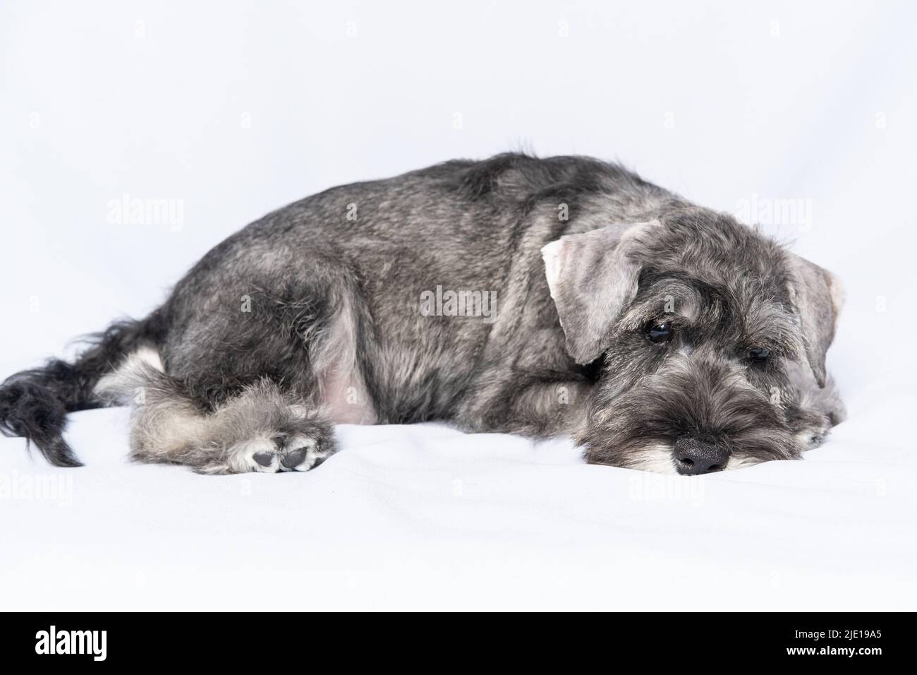 Sad white-gray schnauzer dog lies on a white background, copy space ...