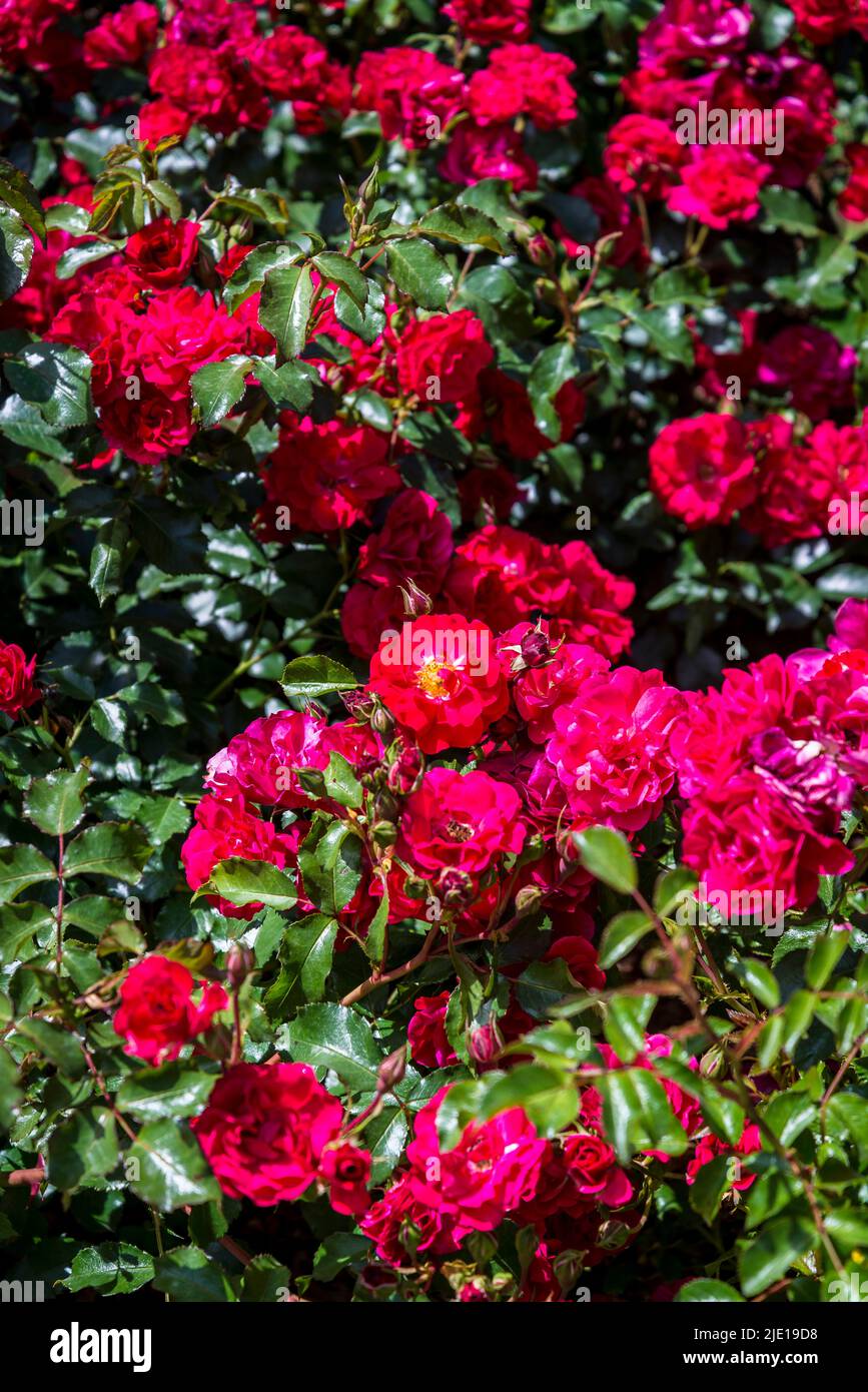 Rosa Red Finesse 'Korvillade' Stock Photo - Alamy