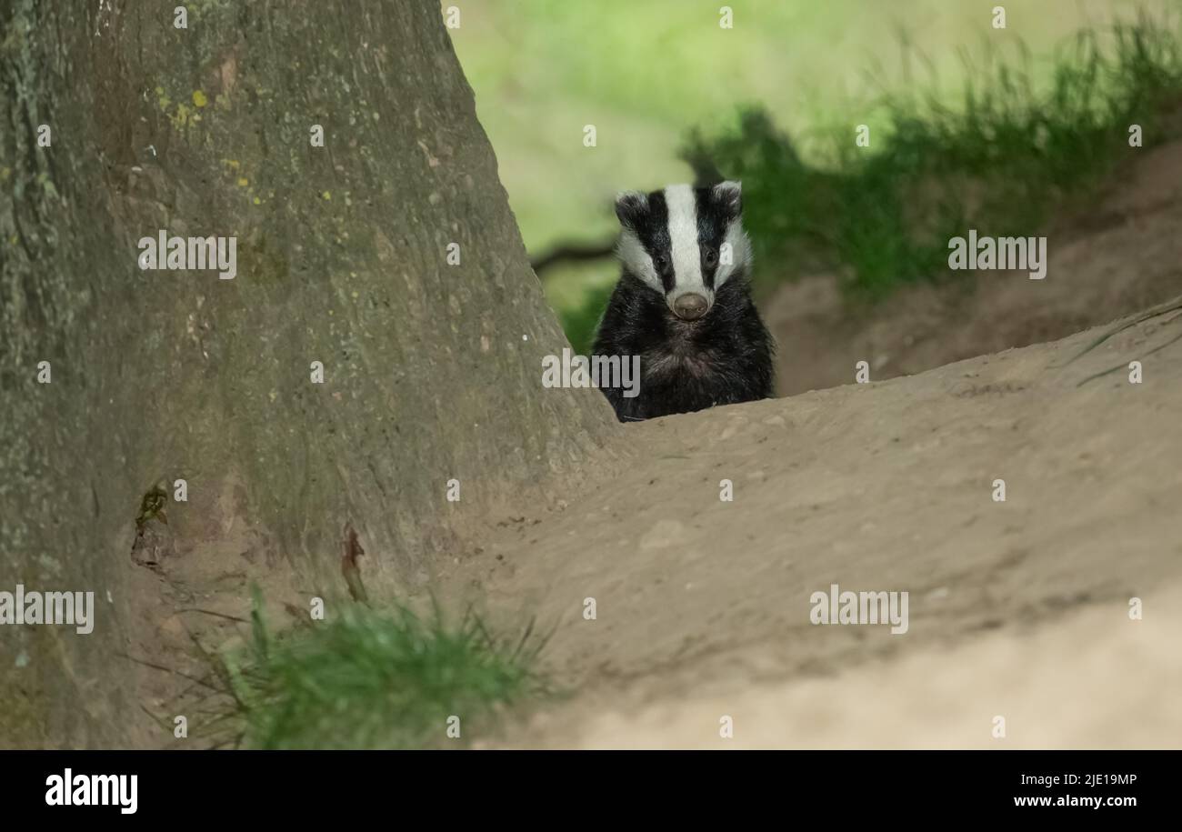 Badger, Scientific name: Meles Meles. Wild, native badger in natural ...