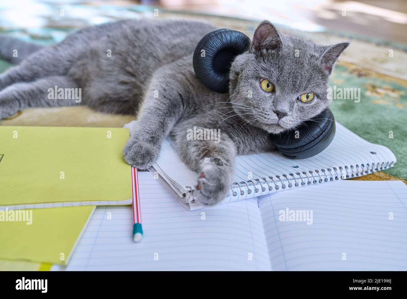 Cat in headphones sleeping lying on textbooks notebooks with pencil ...