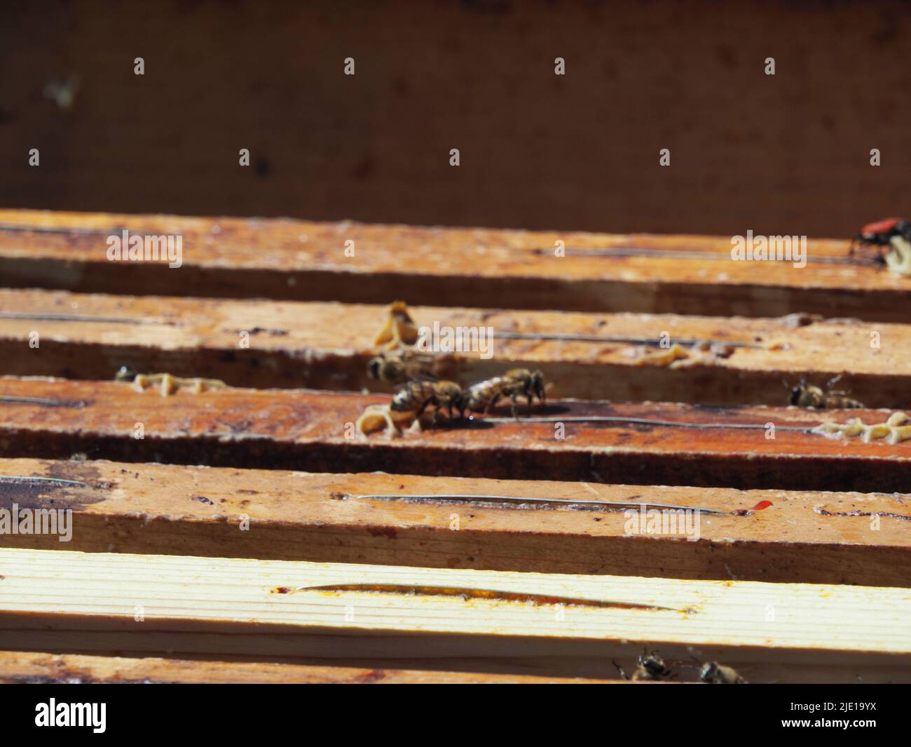 Beekeeper working with bees and beehives on the apiary. Beekeeping ...