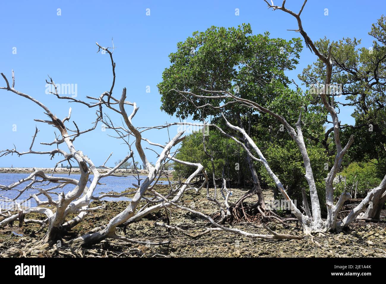 Florida key beach Stock Photo - Alamy