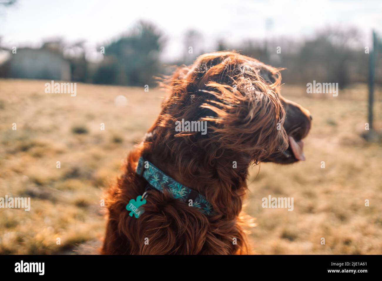 Beautiful red setter hi-res stock photography and images - Alamy