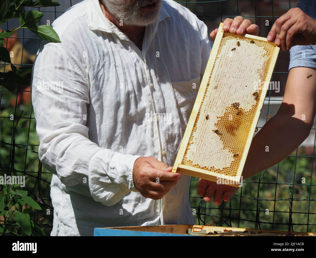 Beekeeper working with bees and beehives on the apiary. Beekeeping ...