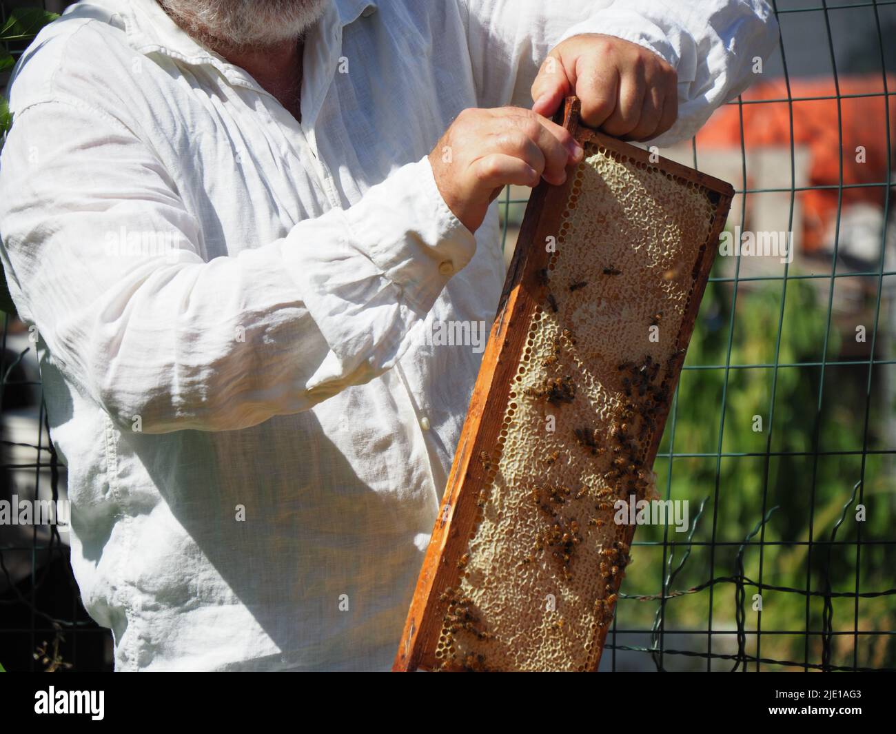 Beekeeper working with bees and beehives on the apiary. Beekeeping ...