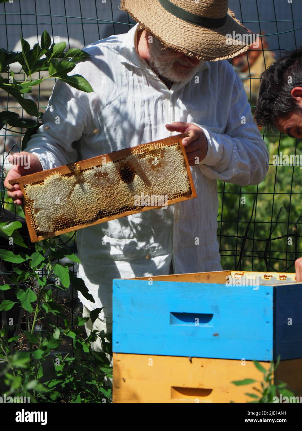 Beekeeper working with bees and beehives on the apiary. Beekeeping ...
