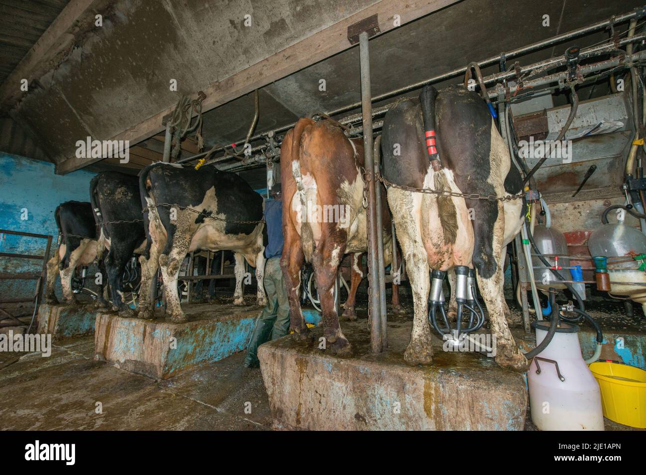 Milling organic dairy cows in small parlour, Pembrokeshire, Wales, UK ...