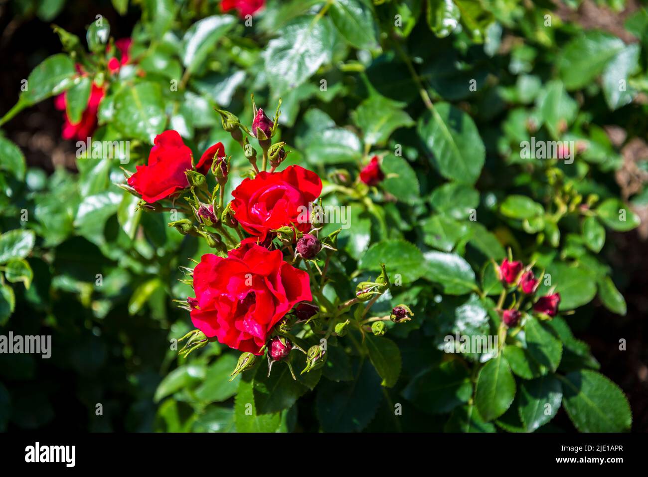 Rosa Moment in Time 'Korcastrav', Cants roses Stock Photo - Alamy