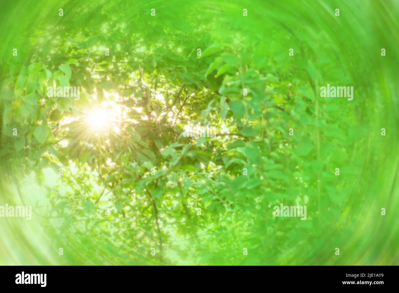 Blurred sunset garden or park background with daylight. Green leaves in ...