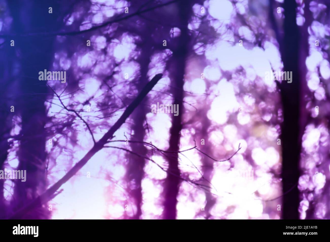 Blurred strange fall forest with magical atmosphere. Paranormal blur ...