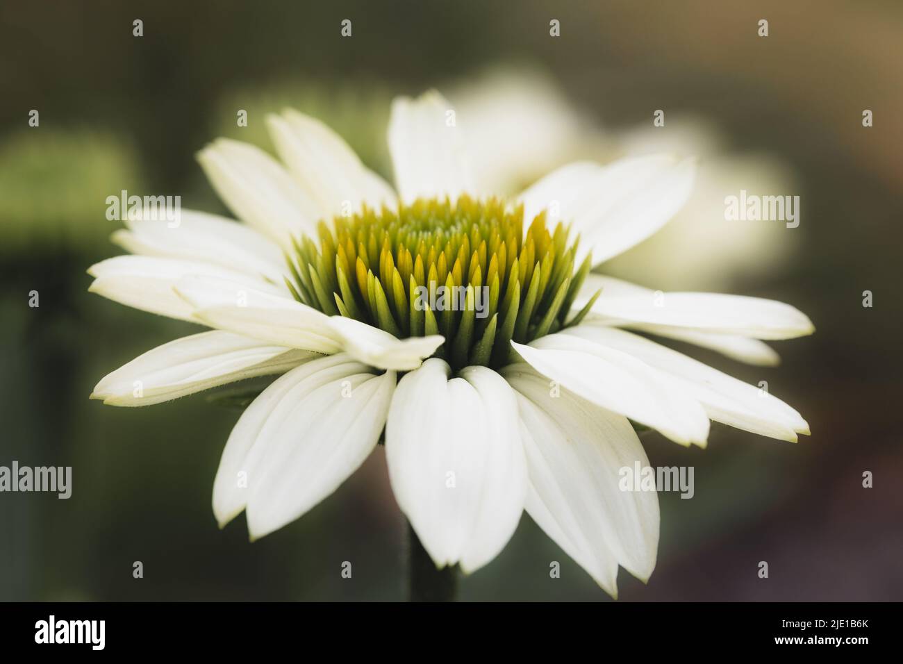 Beautiful spring flower growing in garden along a path Stock Photo - Alamy