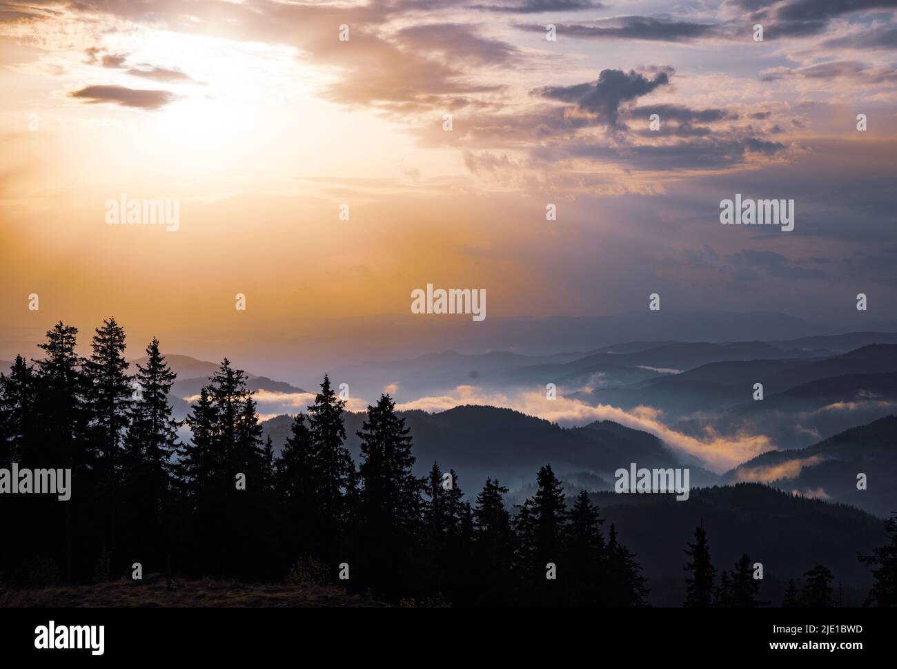 Cold cloudy rainy weather over low hills covered with spruce evergreen ...