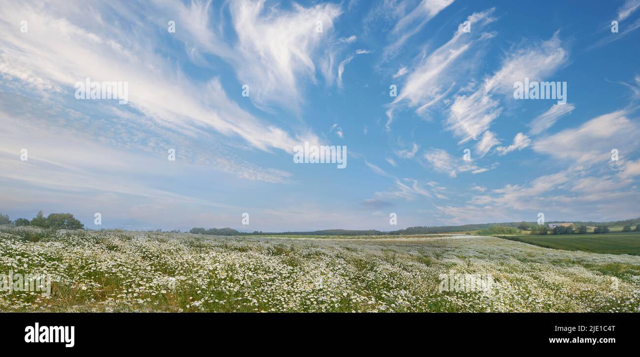 Beautiful scenic landscape view of lush green grassy meadow with white ...