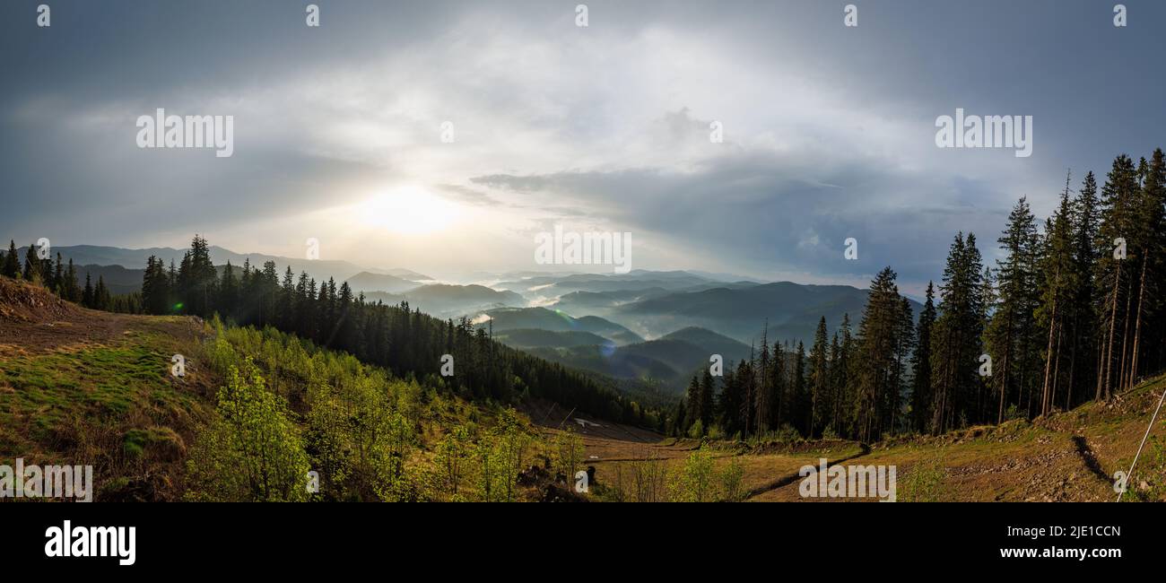 Flying over large pine forest hi-res stock photography and images - Alamy