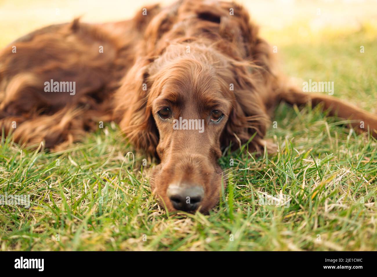 Tired sad brown Irish Setter dog lies on the grass in a summer park ...