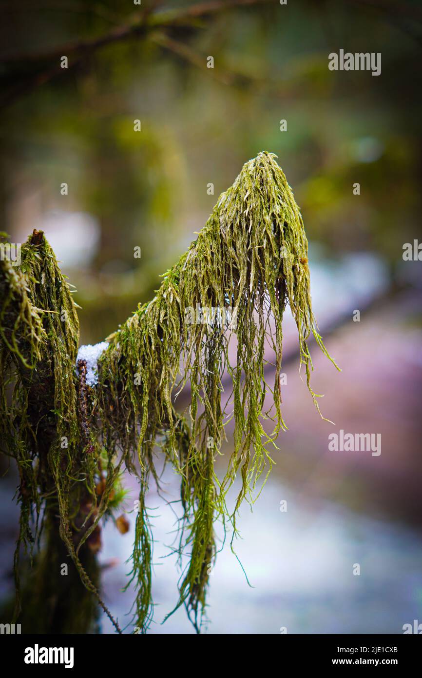 Moss on branch hi-res stock photography and images - Alamy