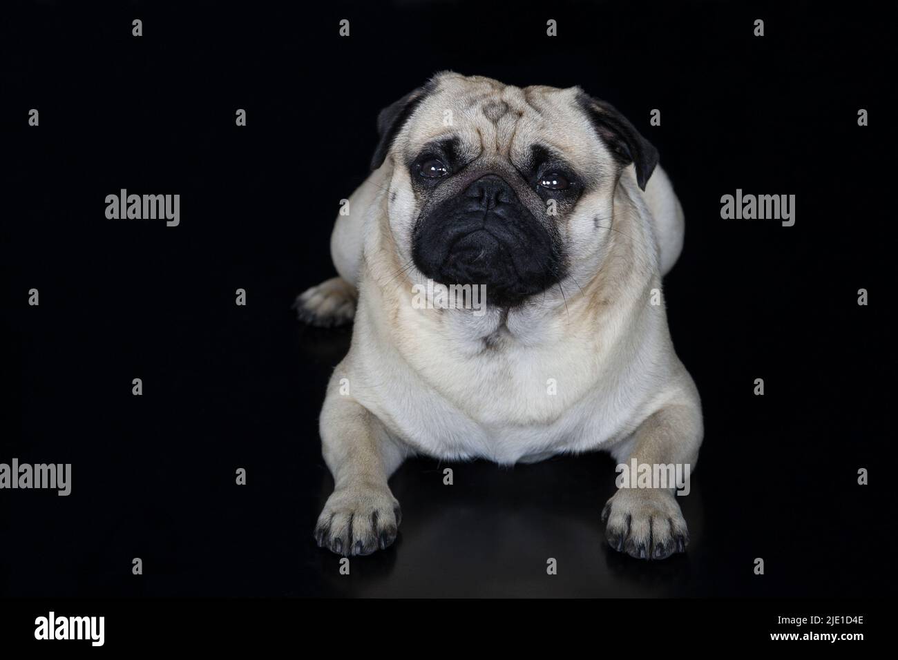 A pug in front of a black background. The wrinkled face makes the pug ...