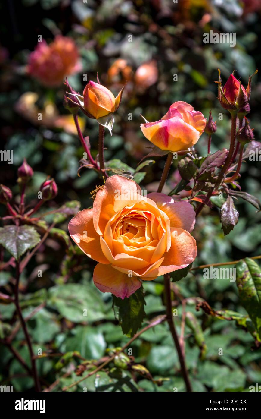 Lady emma hamilton rose hi-res stock photography and images - Alamy