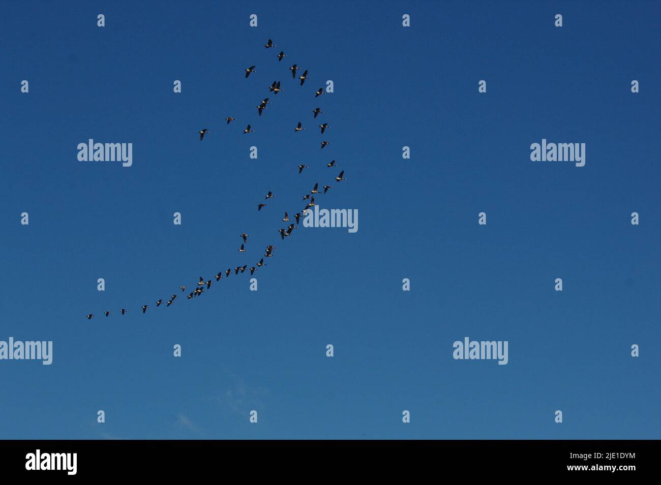Flock of birds Stock Photo - Alamy