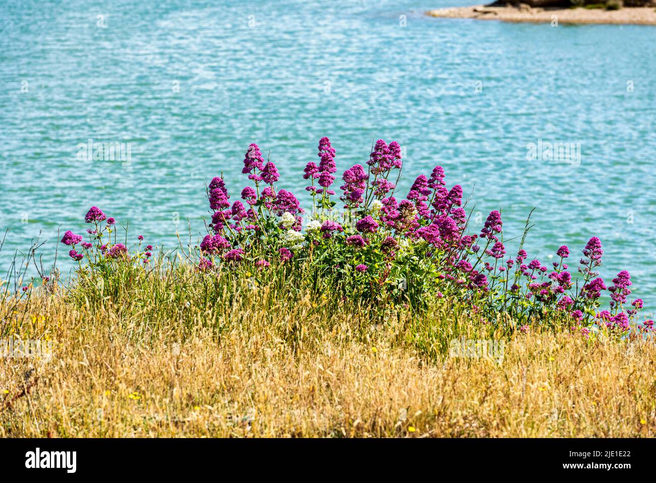 One of the many lakes in the Nature Reserve at Dungeness in Kent ...