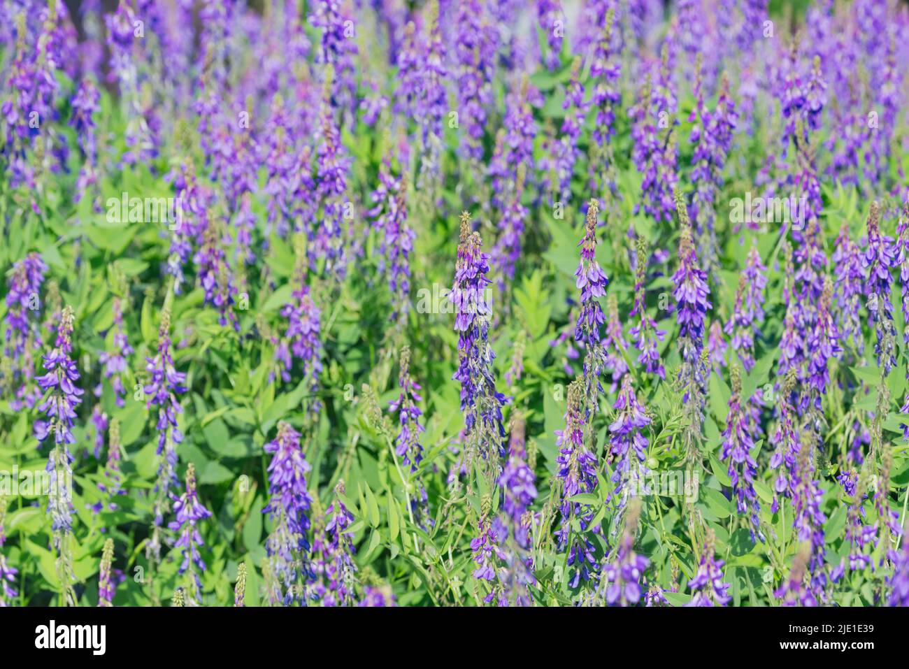 Violet flowers on the summer meadow Stock Photo - Alamy