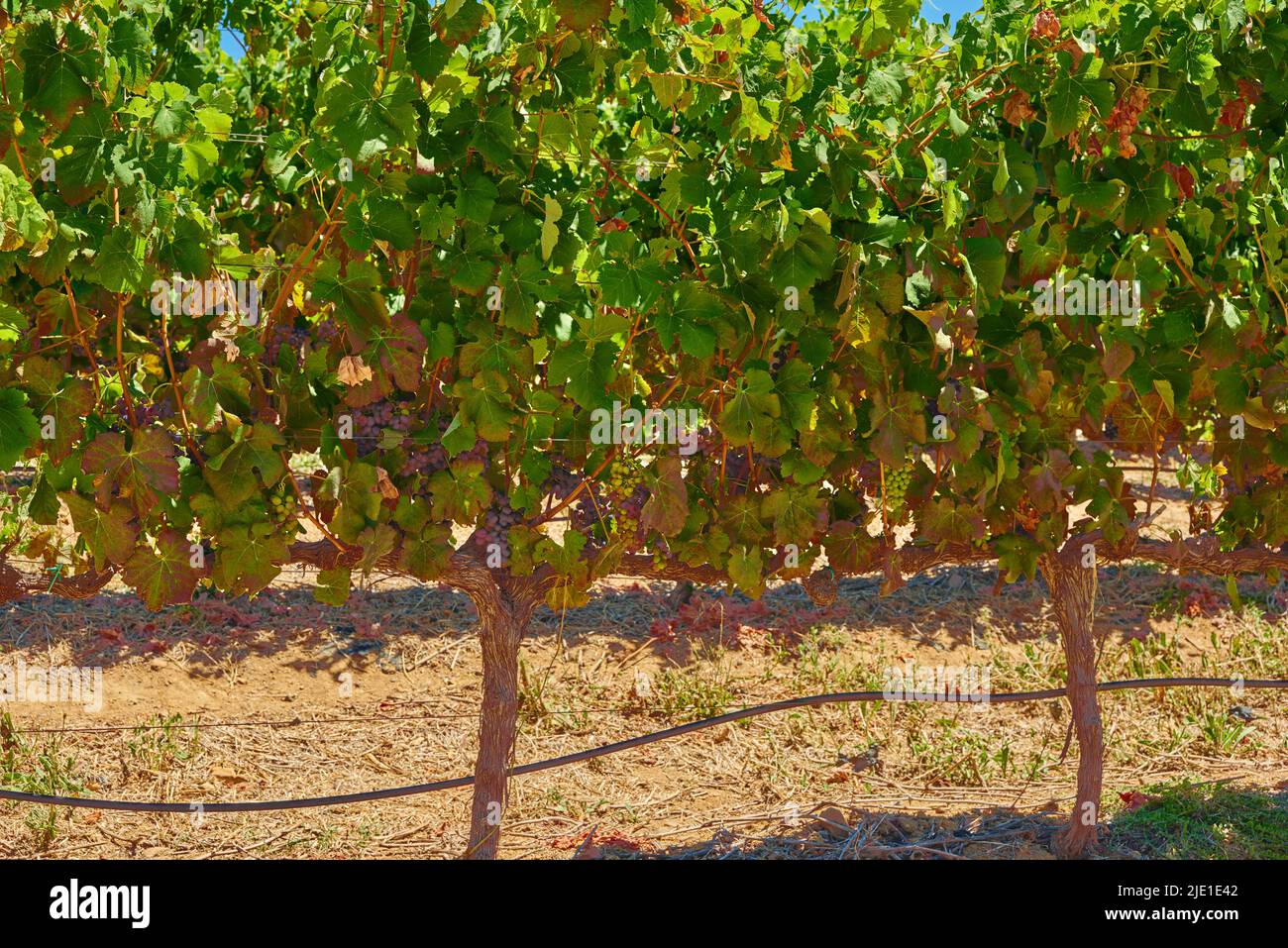 Closeup of fresh red grapes growing on a wine farm in Stellenbosch ...