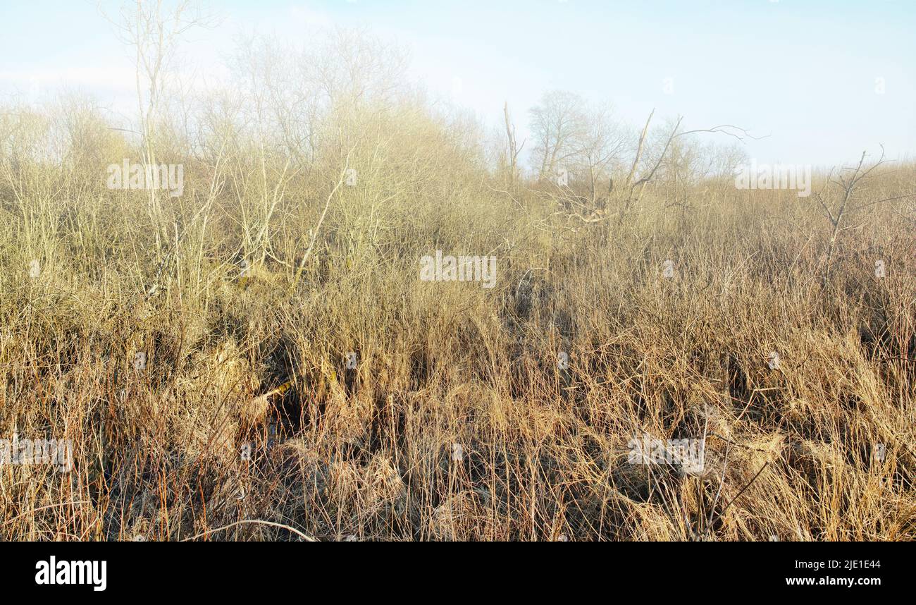 Dry or arid grass in a swamp in an empty grassland in Europe in early ...