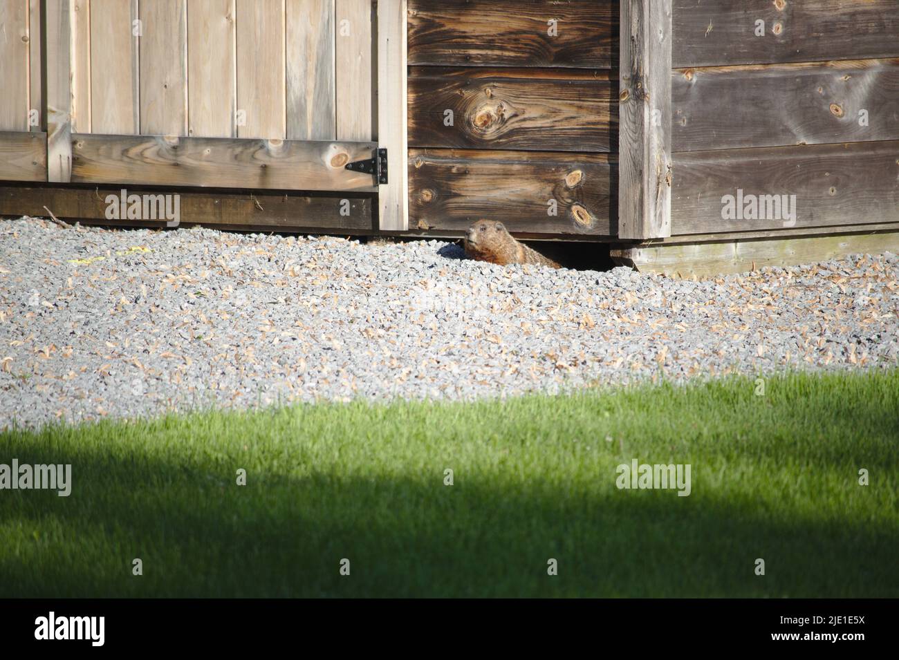 Beaver hiding hi-res stock photography and images - Alamy