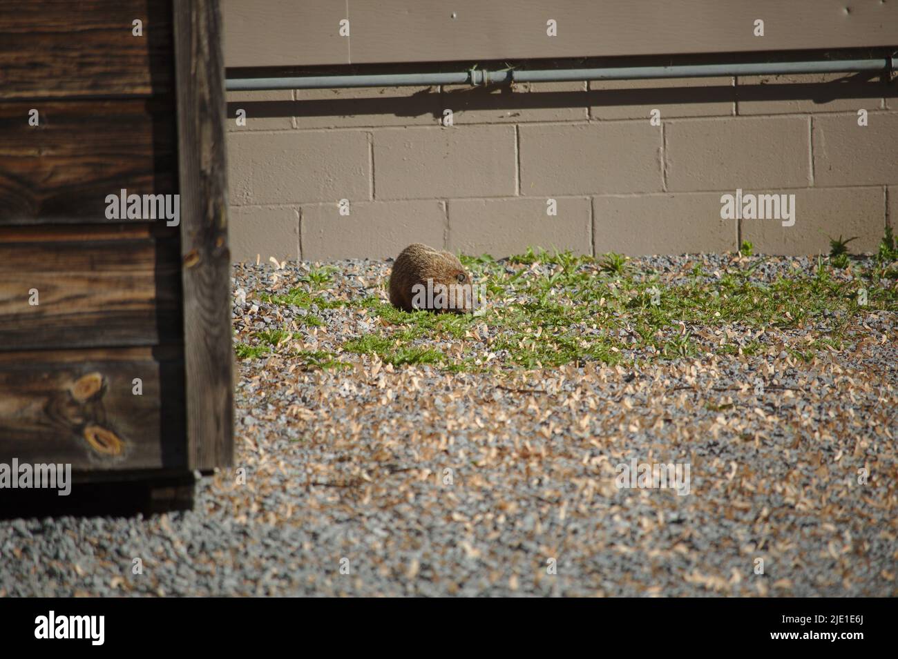 Gracel hi-res stock photography and images - Alamy