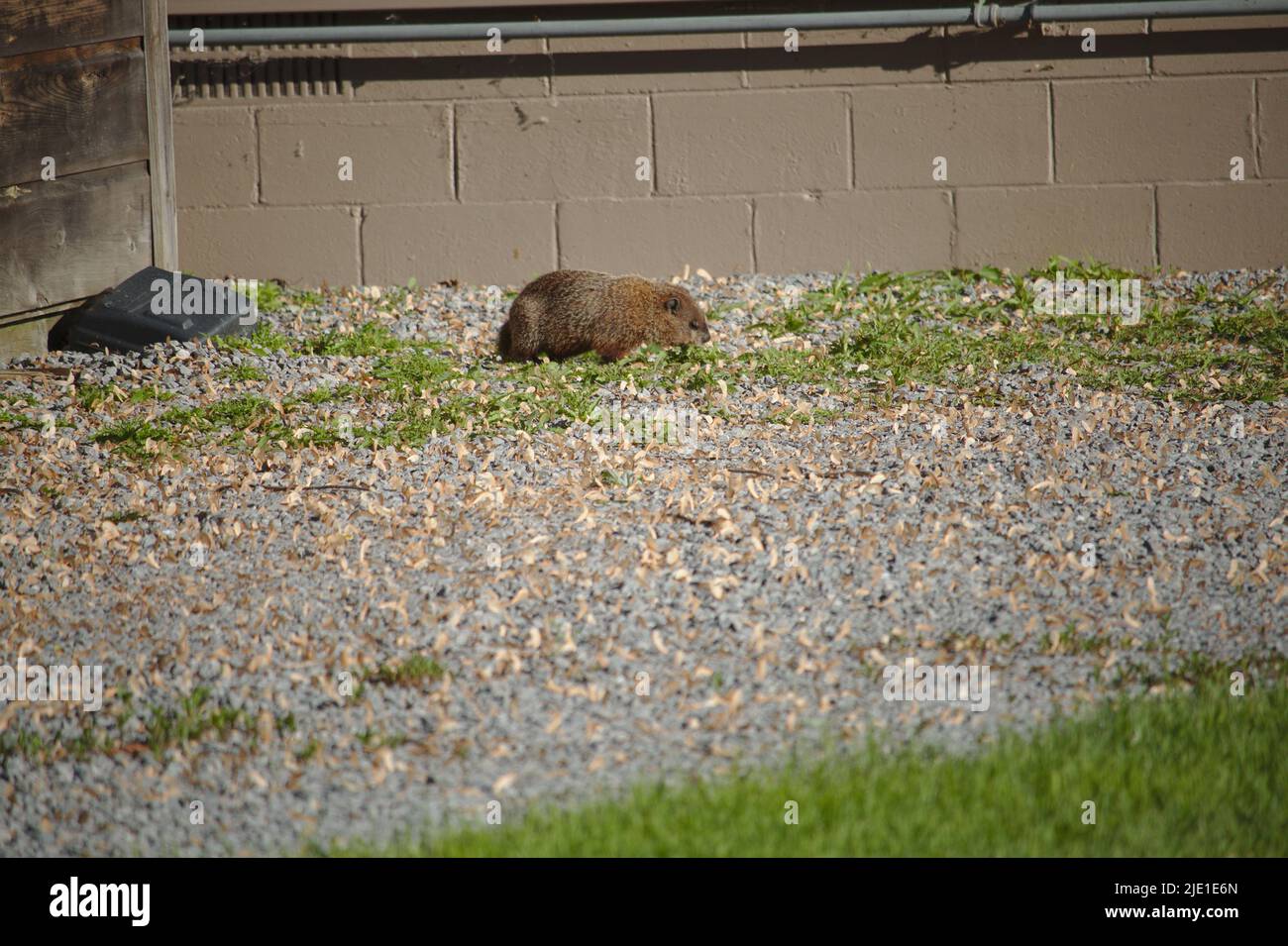 Beaver hiding hi-res stock photography and images - Alamy