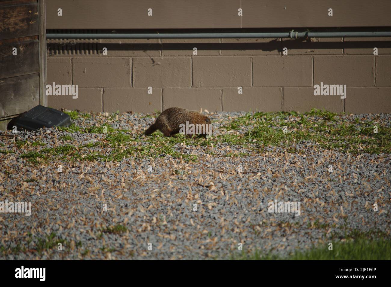 Gracel hi-res stock photography and images - Alamy