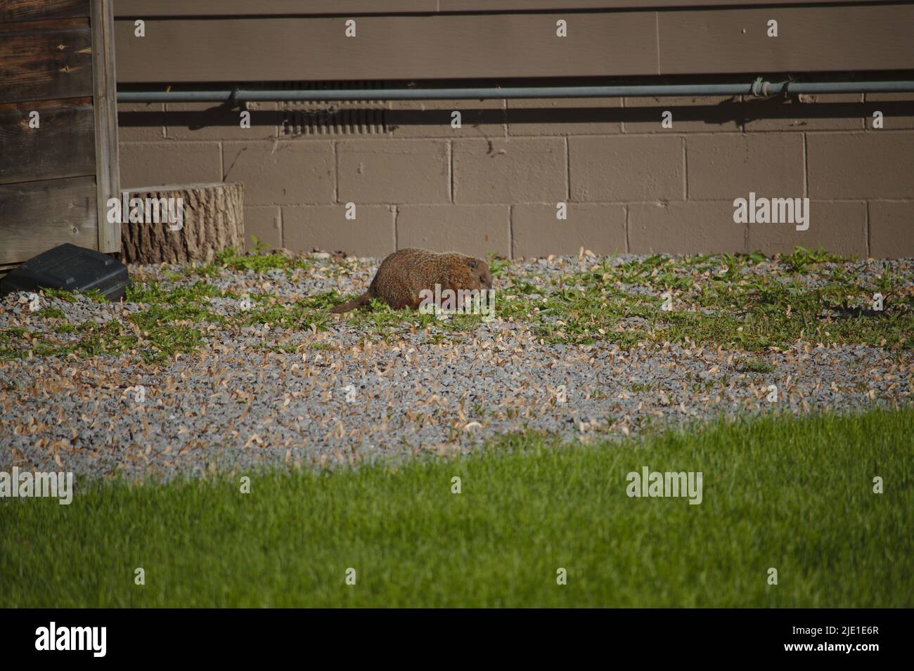 Beaver hiding hi-res stock photography and images - Alamy