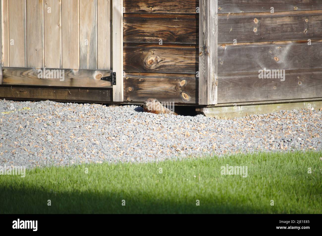 Beaver hiding hi-res stock photography and images - Alamy