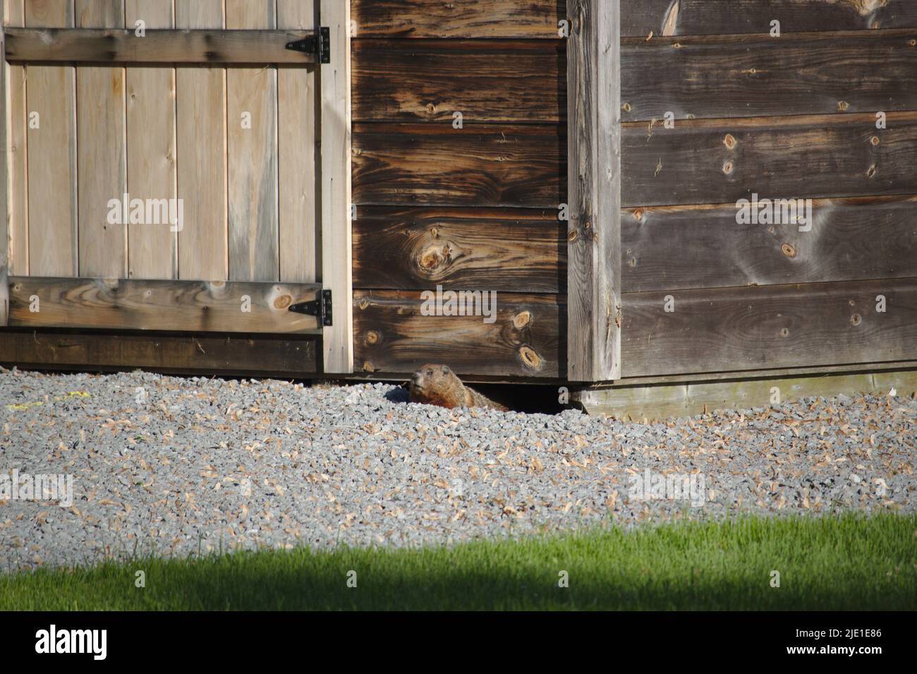 Beaver hiding hi-res stock photography and images - Alamy