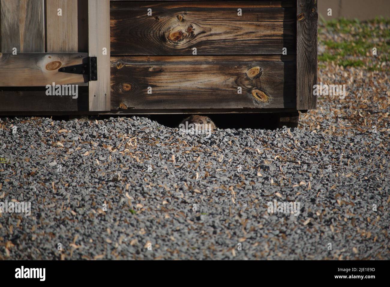 Beaver hiding hi-res stock photography and images - Alamy