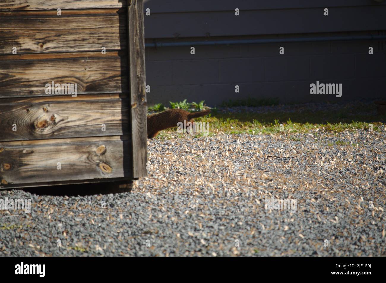 Beaver hiding hi-res stock photography and images - Alamy
