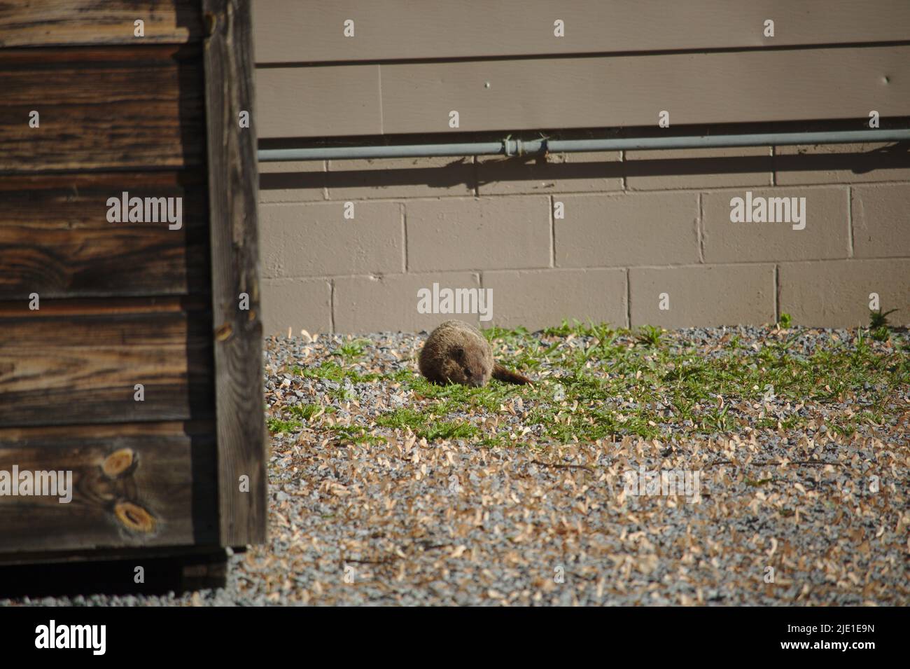 Ground hog, garden hi-res stock photography and images - Alamy