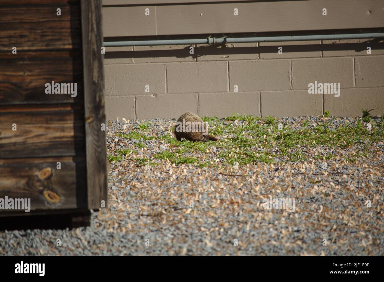 Ground hog, garden hi-res stock photography and images - Alamy