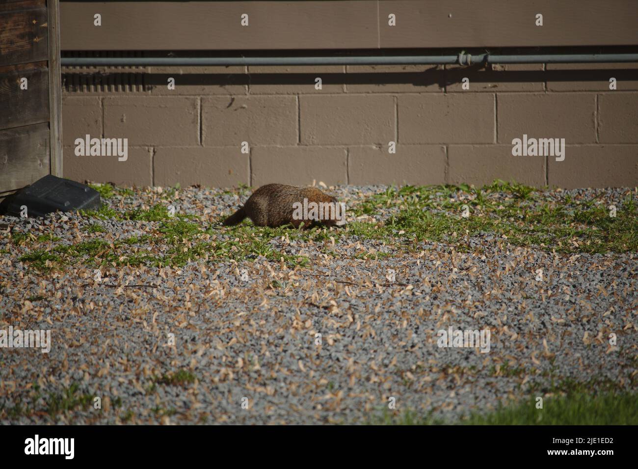 Ground hog, garden hi-res stock photography and images - Alamy