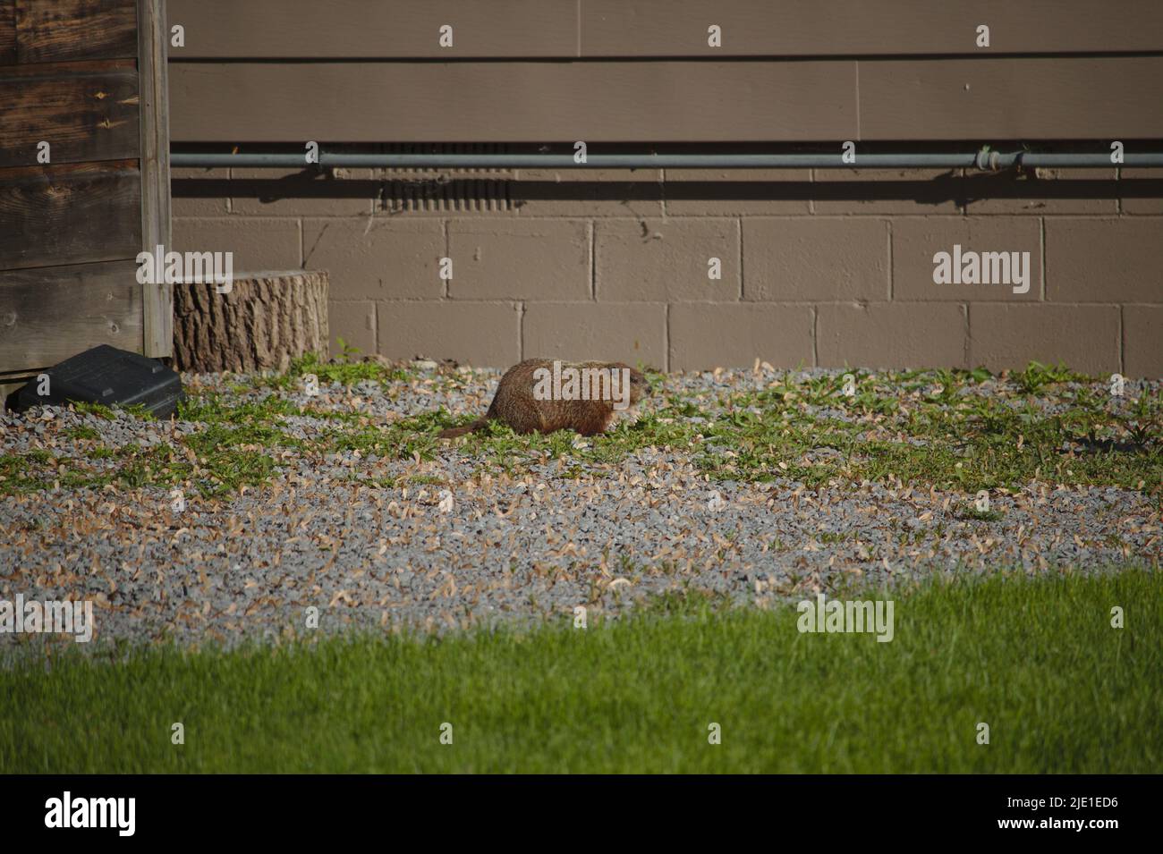 Ground hog, garden hi-res stock photography and images - Alamy