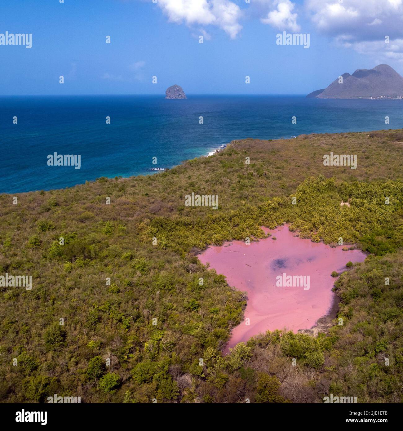 Ecosystem illustration pond hi-res stock photography and images - Alamy