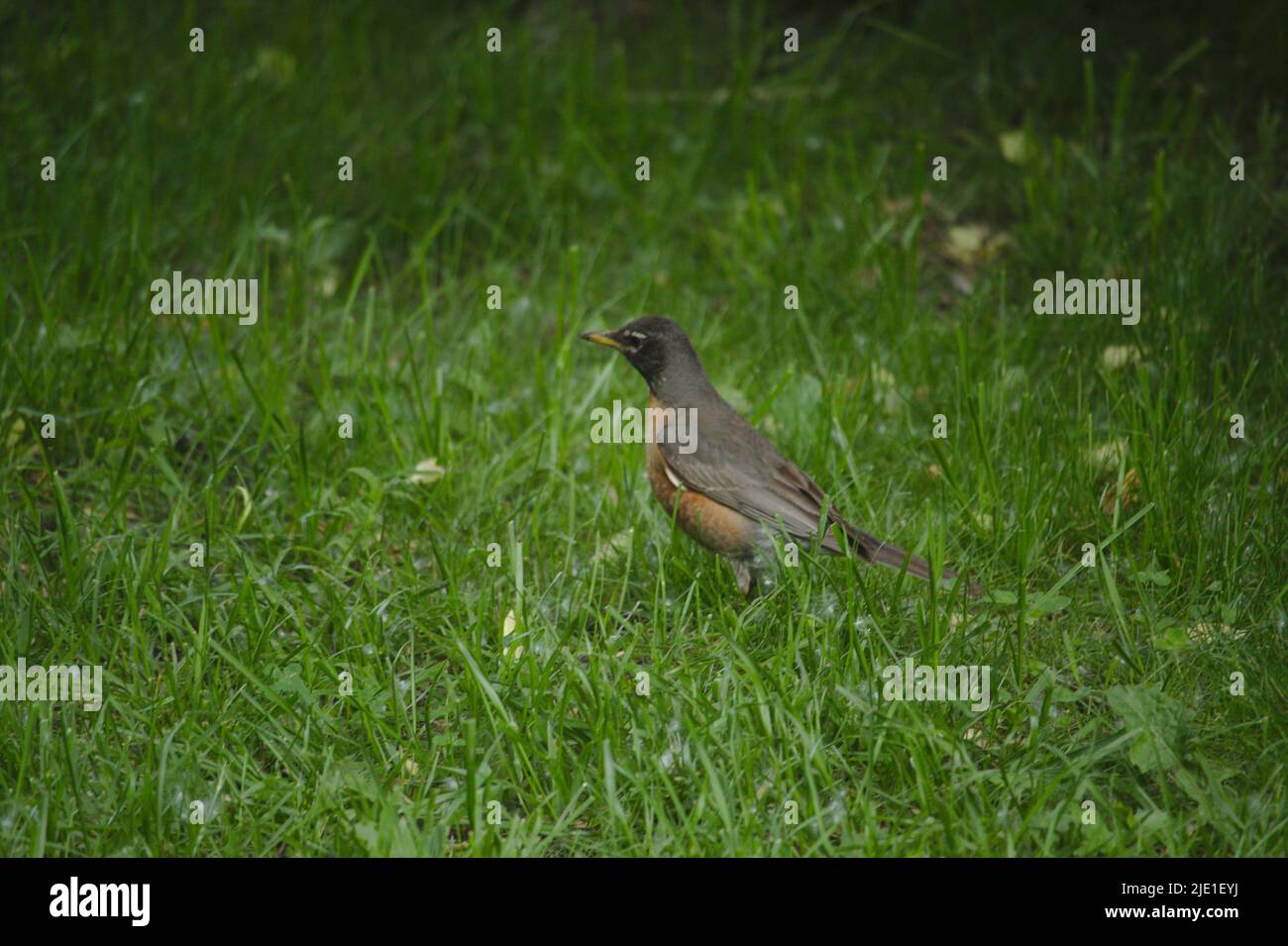 Bird on ground Stock Photo - Alamy
